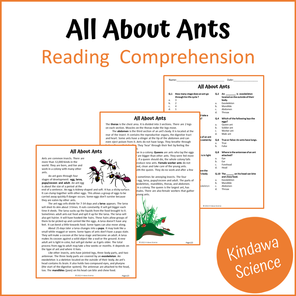 All About Ants Reading Comprehension Passage and Questions | Printable ...