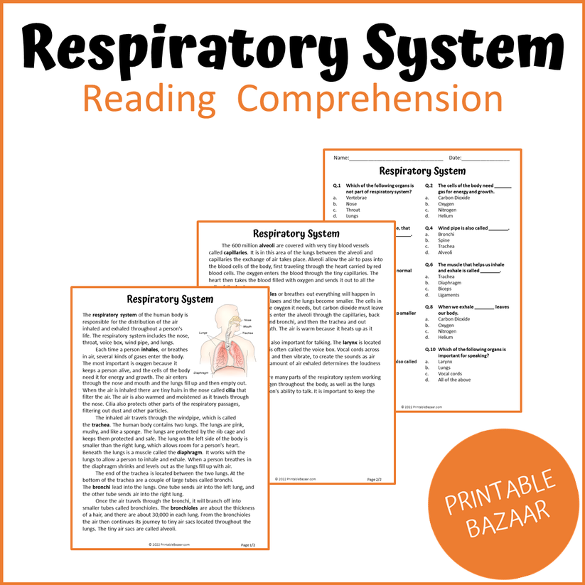 Respiratory System Reading Comprehension Passage and Questions | Print ...