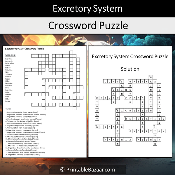 Excretory System Crossword Puzzle Worksheet Activity Printable PDF ...