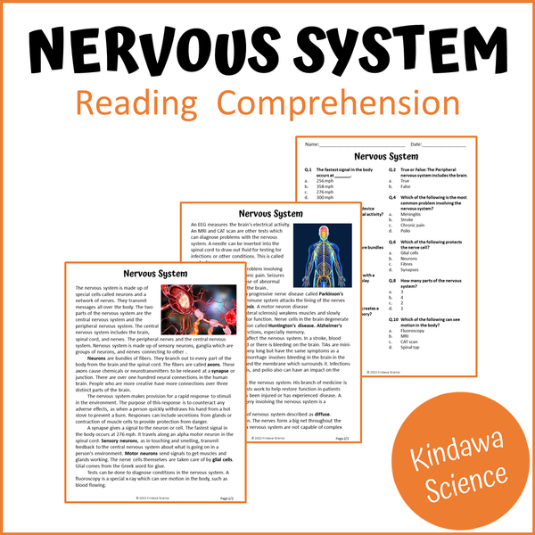 Nervous System Reading Comprehension Passage and Questions | Printable ...