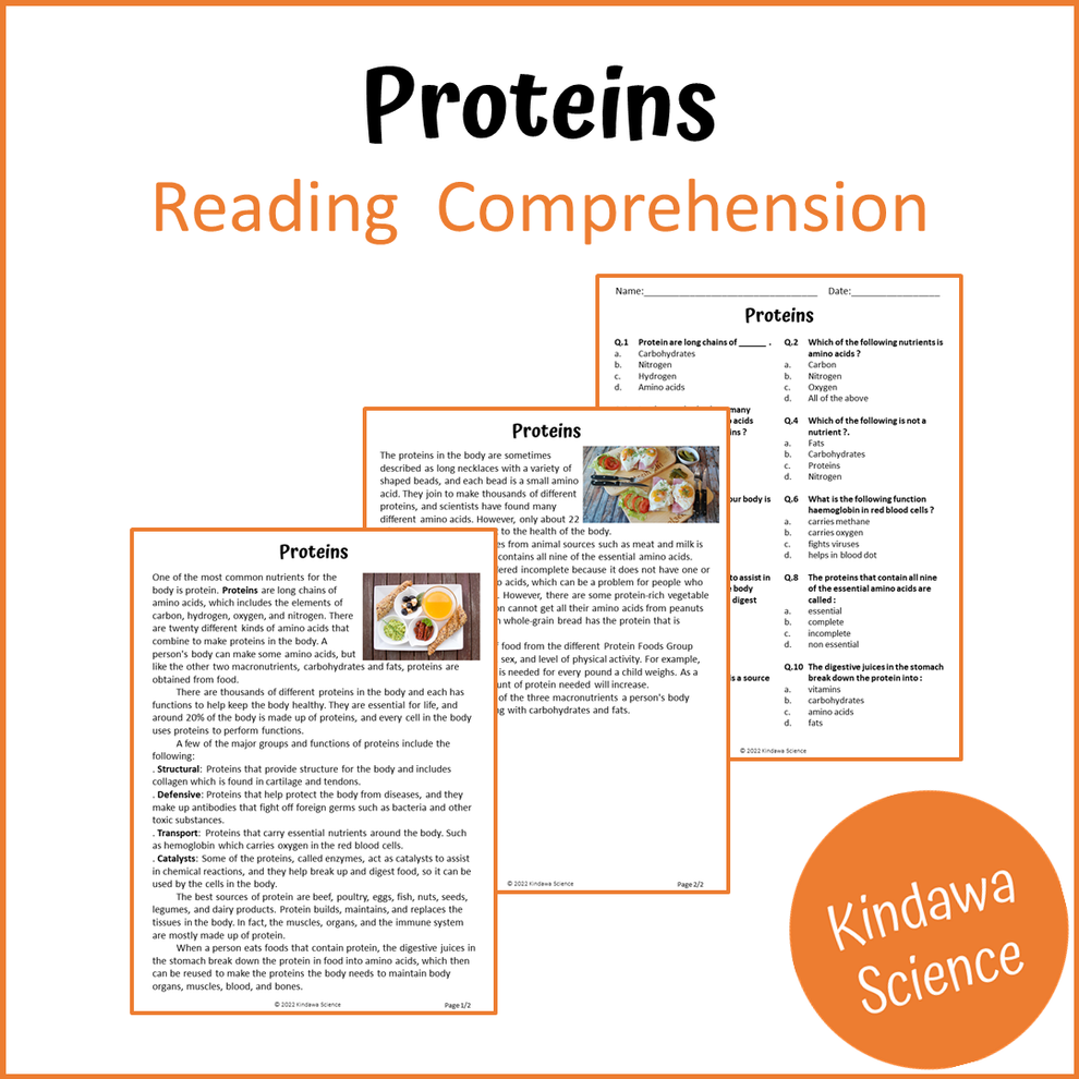 Proteins Reading Comprehension Passage and Questions | Printable PDF ...