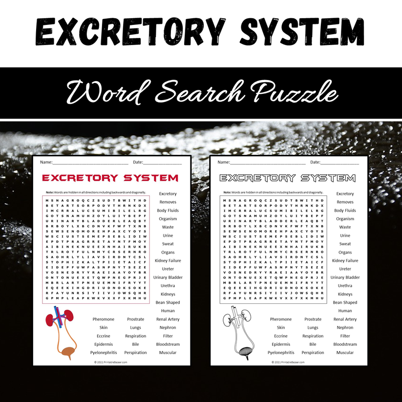 Excretory System Word Search Puzzle Worksheet PDF – PrintableBazaar